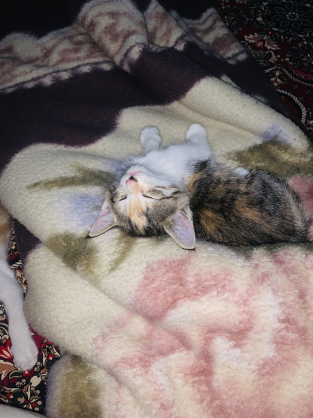 Котики отдам на хорошую руки