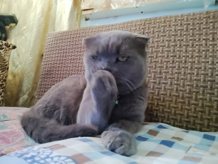 Вязка скоттиш фолд мальчик , опытный