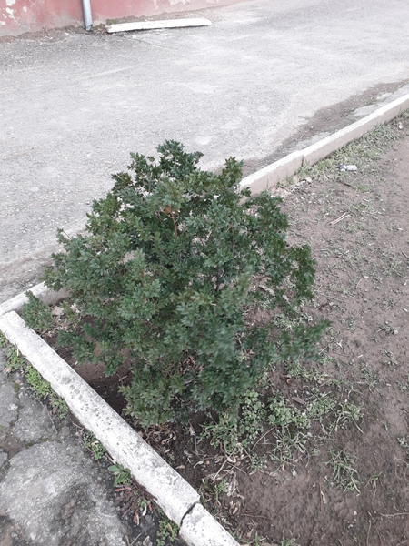 Шамшод шамшод шамшод