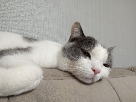 Отдам кота в заботливые руки