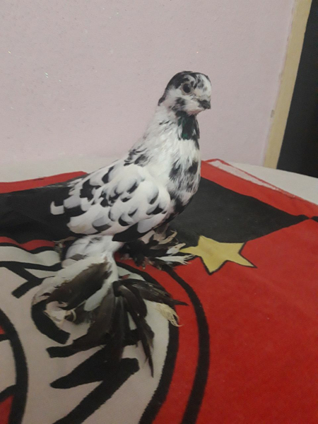 Продаётся самец.Соч.