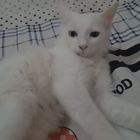 Mushuk sotiladi 6oylik