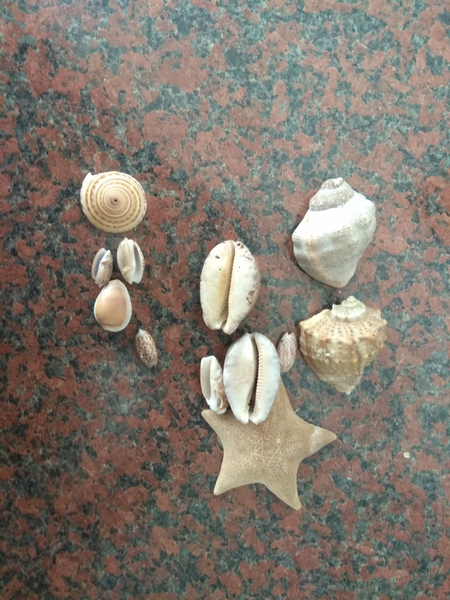 Ракушки и морская звездочка