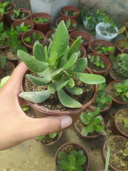 Gullar sotiladi  15 mingdan