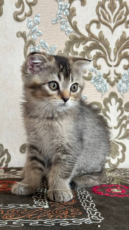 Скоттиш фолд scottish fold