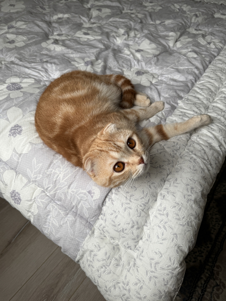 Ищем кошку для вязки