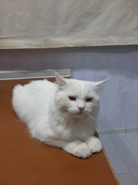 ПродаётсЯ кот туретская ангора