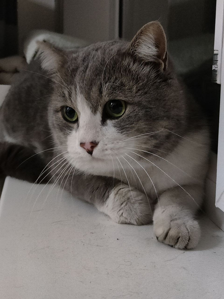Шикарный котенок, в добрые руки