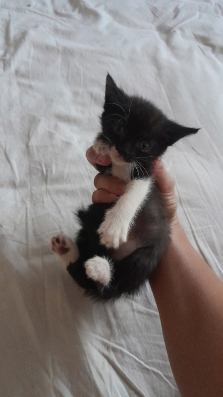 Домашние котенки 1,5 месяца