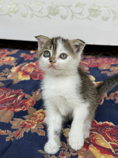 Мушук-Котята скоттиш страйт и фолд