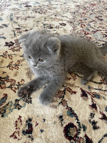 Скотиш Фолд,скотиш страйк
