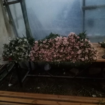 Gul ko'chat xrizantema gvazdika
