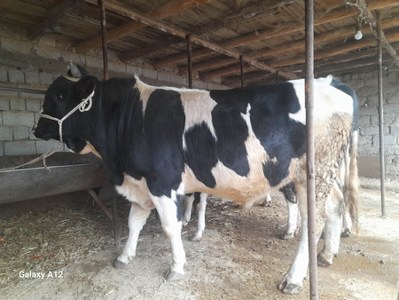 Zo\\\'r buqa sotiladi