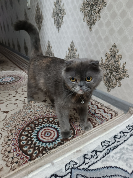 Продается кошка скатёнком