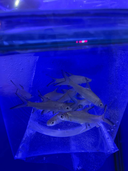 Akvarium va baliqlar dokoni