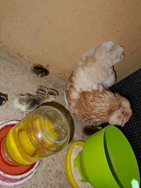 Ona bolalar  tovuq  jo'jalari bilan sotiladi.  Jo'jalari 10 ta.