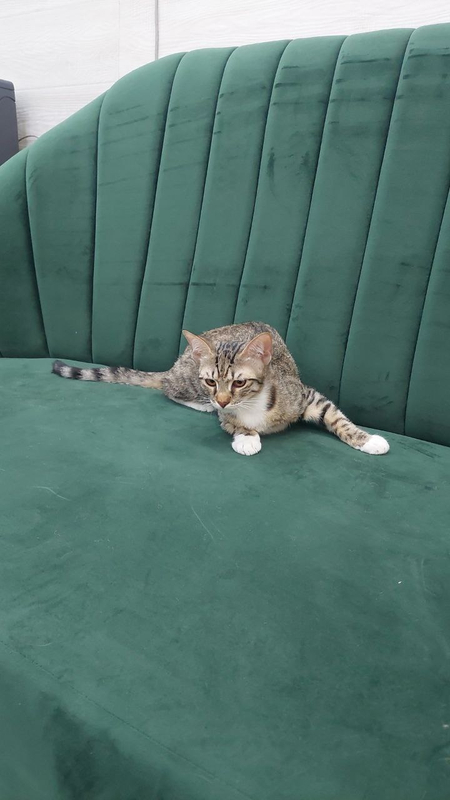 Котёнок красавец мальчик. В Ташкент