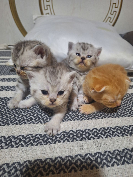 Продаются котята отличной породы. Папа Фолд Мама Страйк .