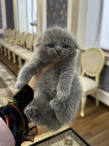 Плюшевые фолдики с набивной шубкой