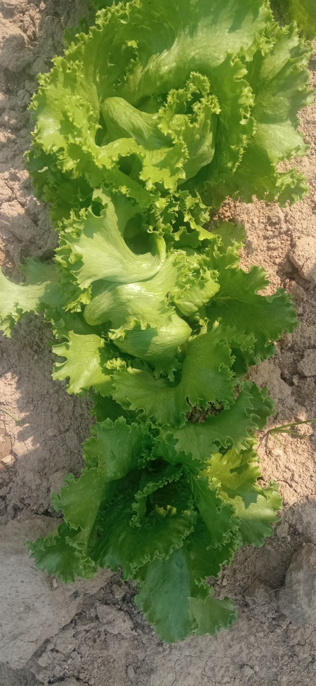 Salat bargi  sotiladi katta miqdorda