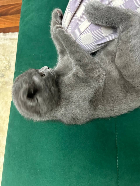 Скотиш фолд мальчик 3 месяца
