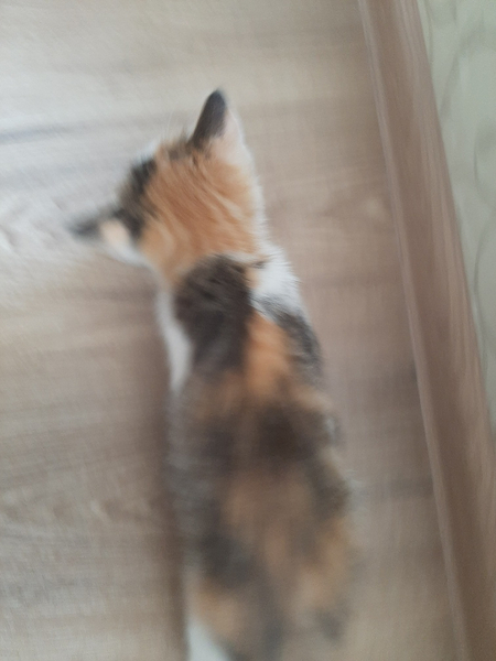 Котята в хорошие руки