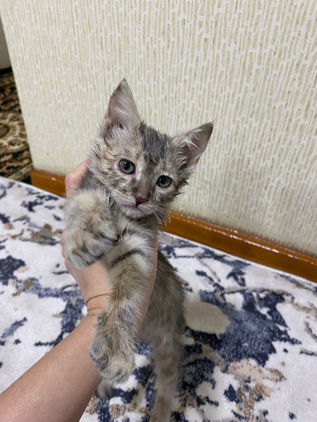 Отдам котят в хорошие руки.