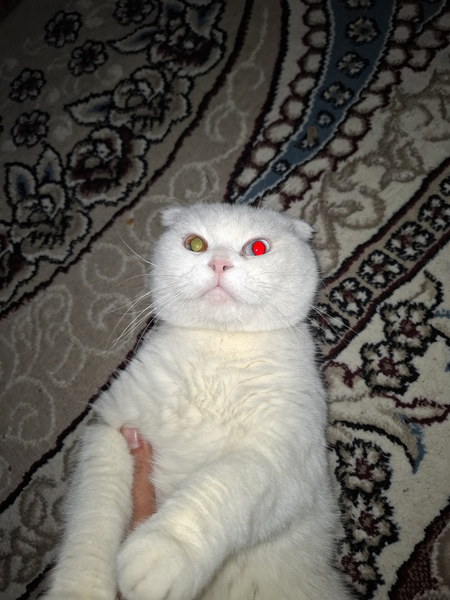 Взяка кот ! Сотилмайди !