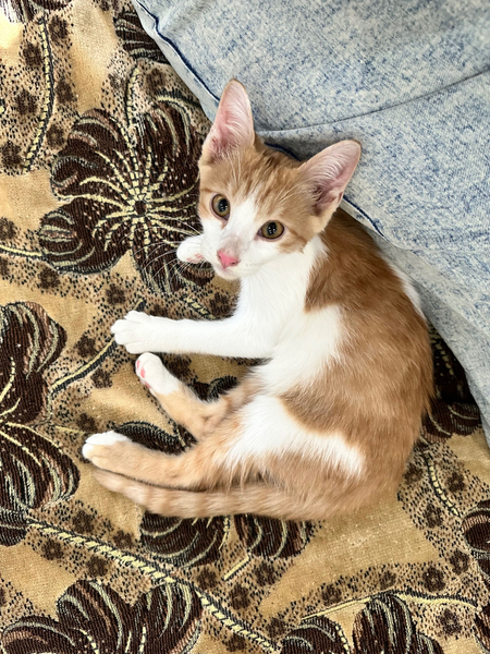 Срочно котёнок ищет дом