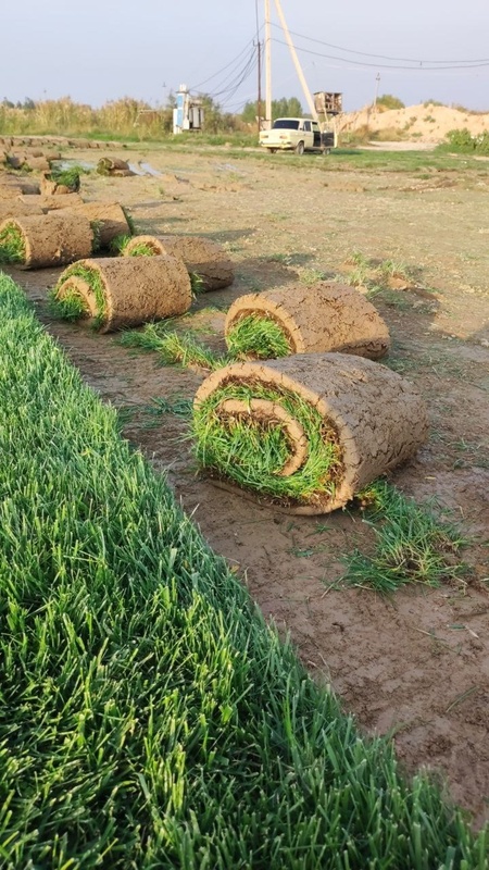 Газон оптом и в розницу