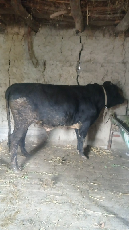 Xukiz Navos Tish buzmagan