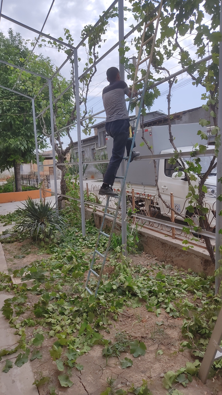 Uzumlarni xomtok qilaman