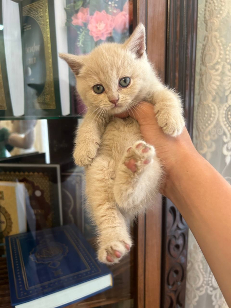 Котята британской породы