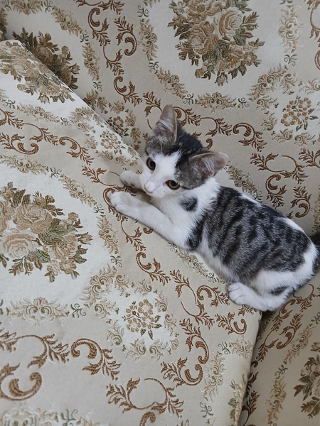 Котята в добрые ручки