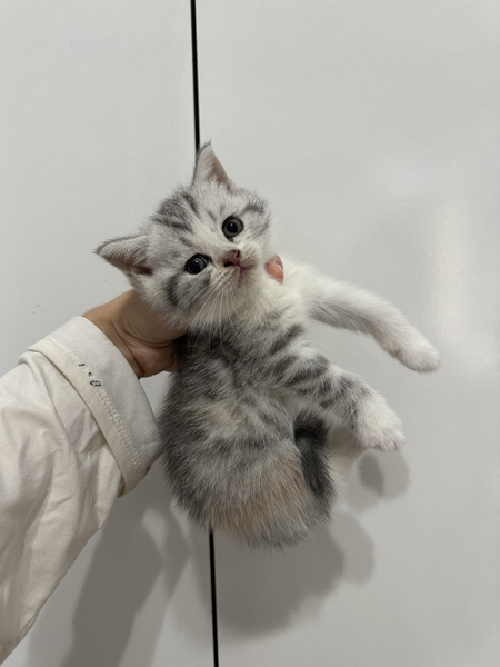 Продаётся котята скотиш страйт