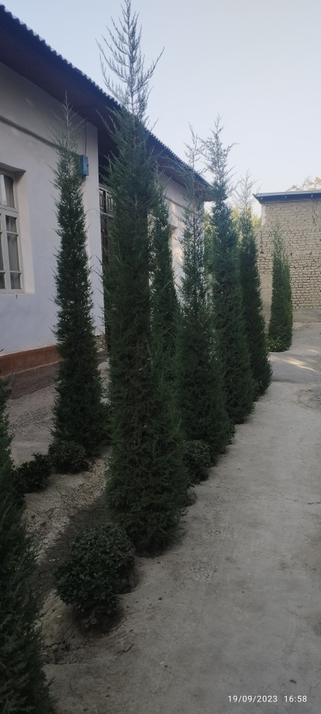 Marjvennik archalar sotiladi
