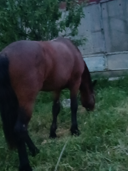 Toy sotiladi 4 yarim yashar yeb ichishi zor