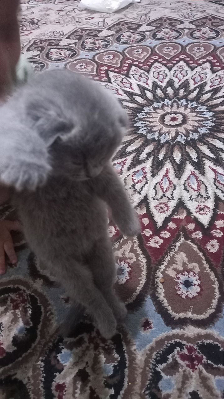 Вислоухий mushukcha