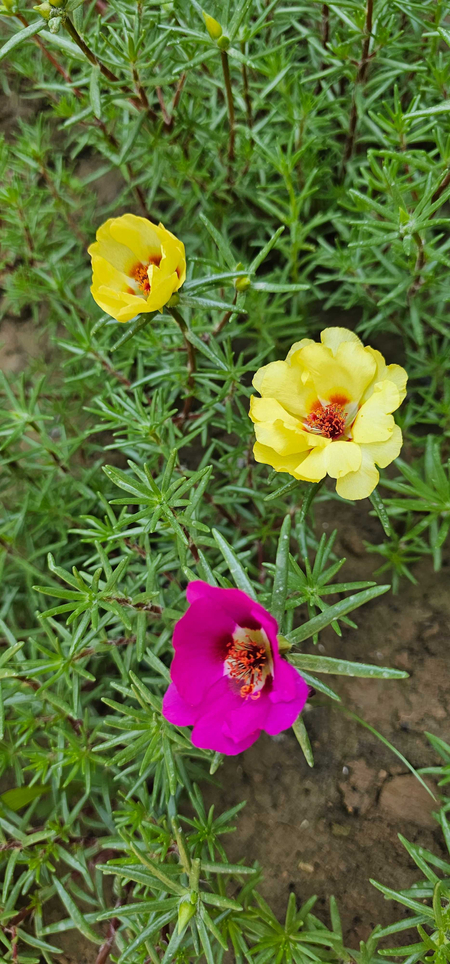 Gulbeor gul ko'chatlari