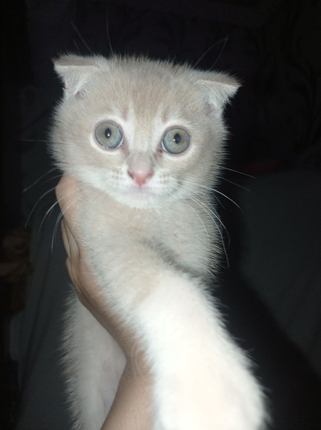 Кошка скодш фолд