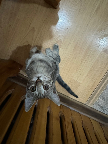 Котенок даром в добрые руки