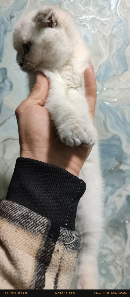 Продаётся котик 2,5 месячный породы скотиш фолд