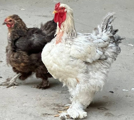 Brama poroda tovuq va xoʻroz