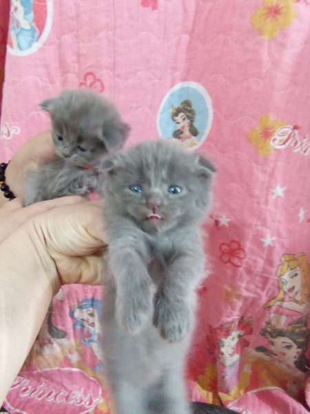 Фолд ок пахмок мушукчалар
