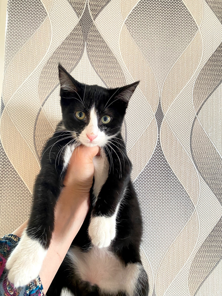 Кошки котята