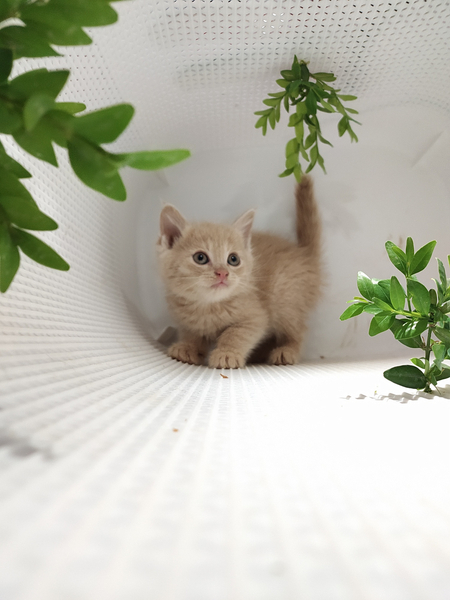 Скоттиш страйт мушукчалар