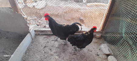 Gigant Jersi tuxumlari sotiladi