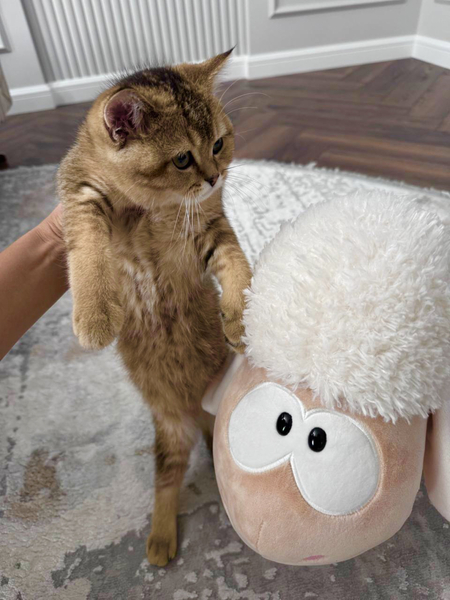 Шикарный котик Золотая шиншилла