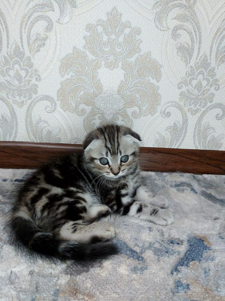 Продам кот за хорошие руки
