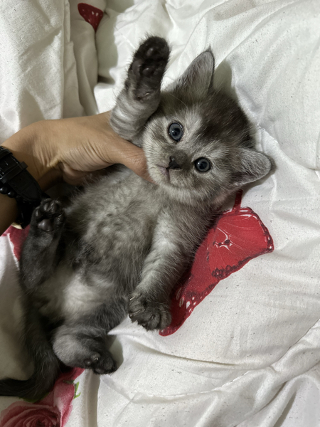 Скоттиш страйт